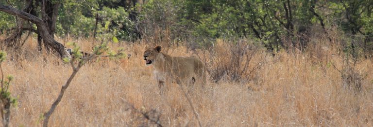 Benefits of Hunting: Why Hunting Is Good For Wildlife - Big Game ...